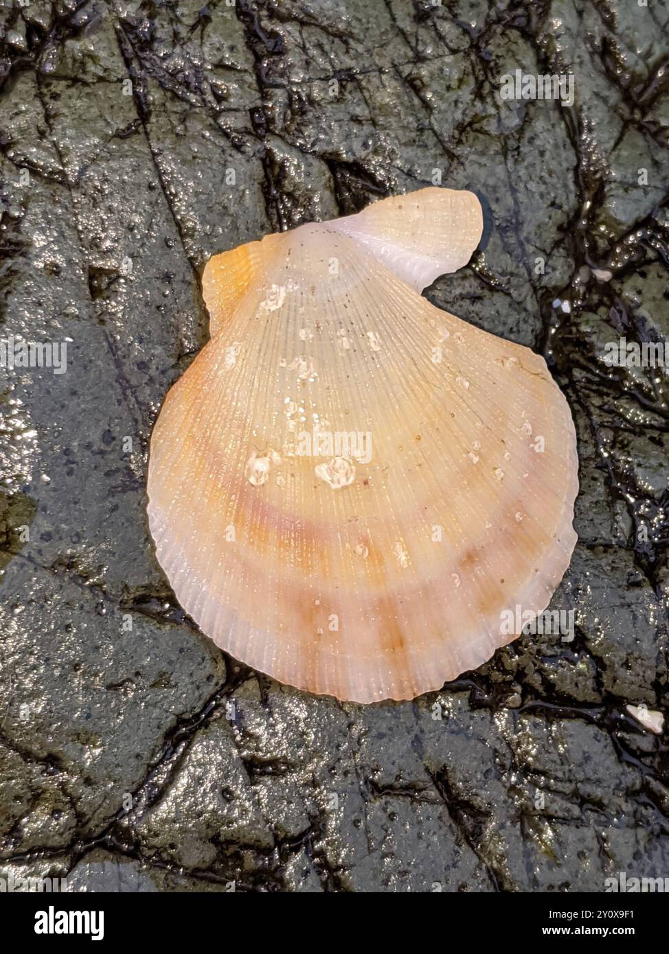 Giant Rock Scallop (Crassadoma gigantea) Mollusca Stock Photo - Alamy