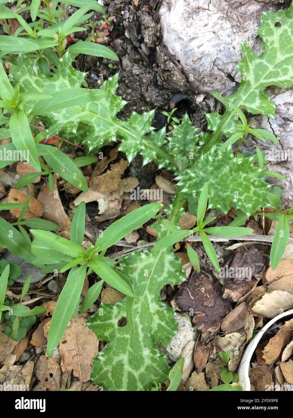 Italian thistle (Carduus pycnocephalus) Plantae Stock Photo - Alamy