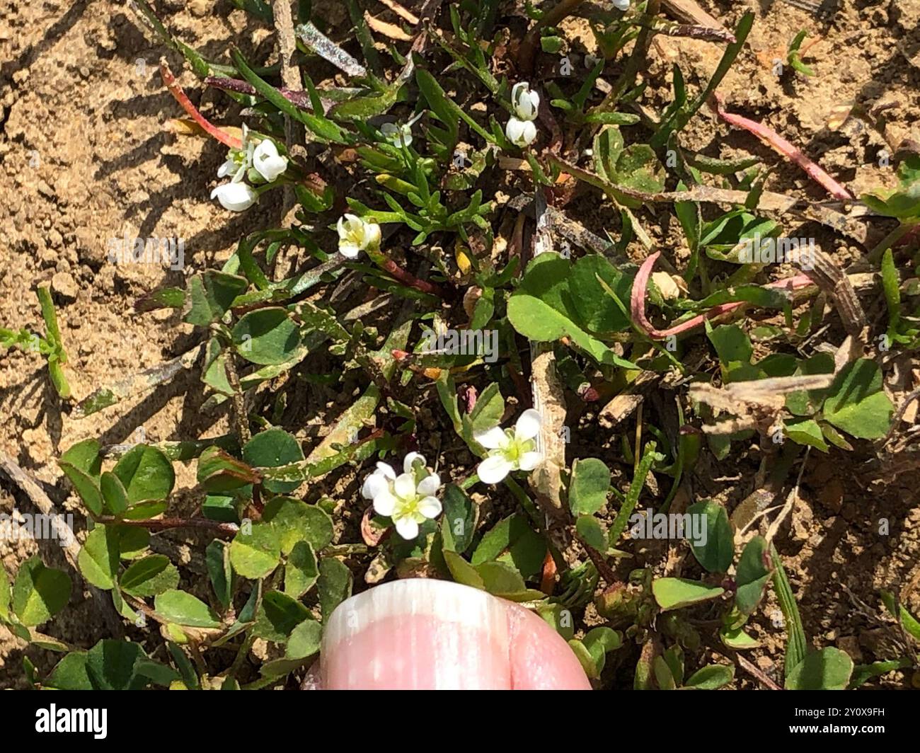 Shining Pepperweed (Lepidium nitidum) Plantae Stock Photo - Alamy
