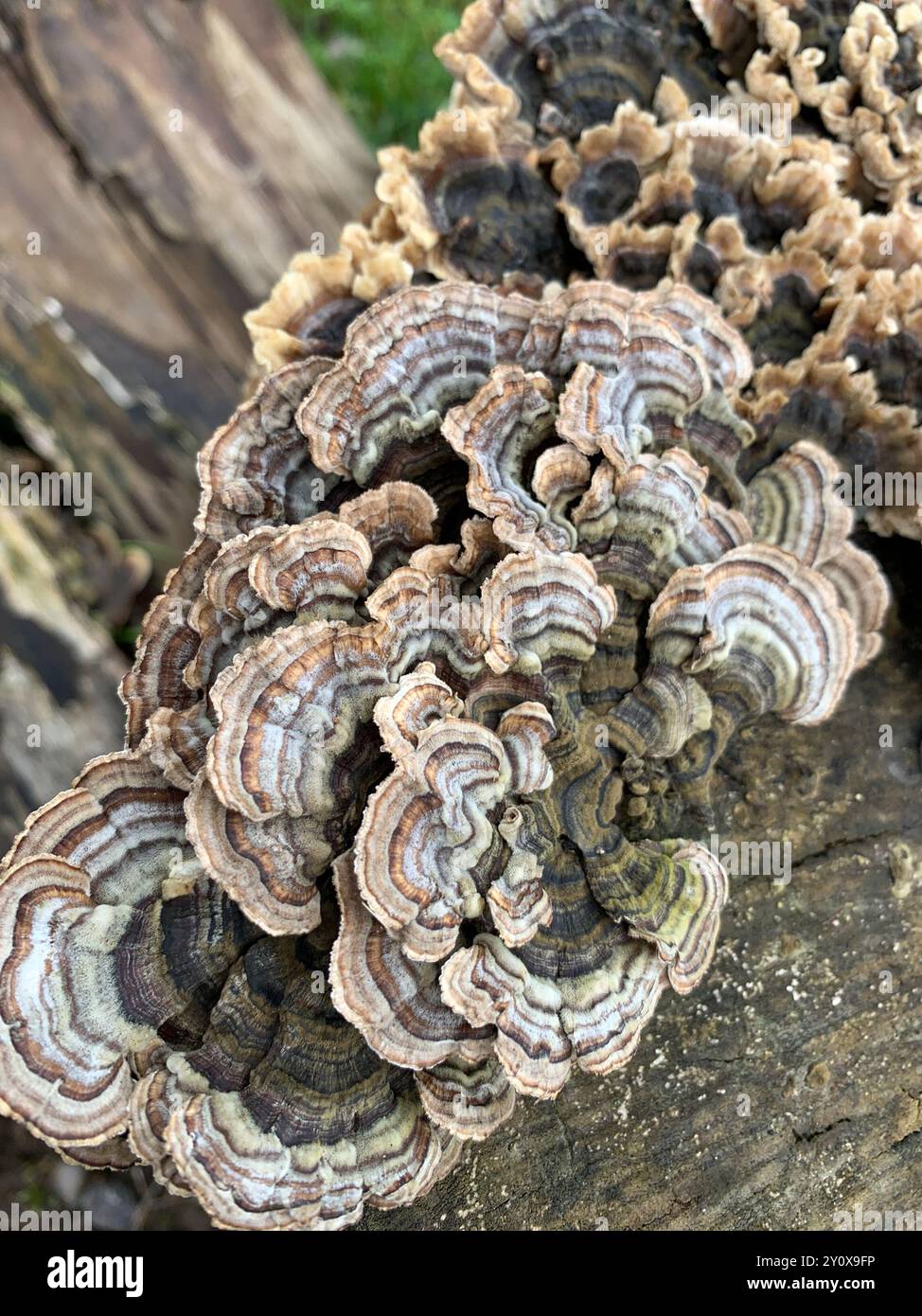 turkey-tail (Trametes versicolor) Fungi Stock Photo - Alamy
