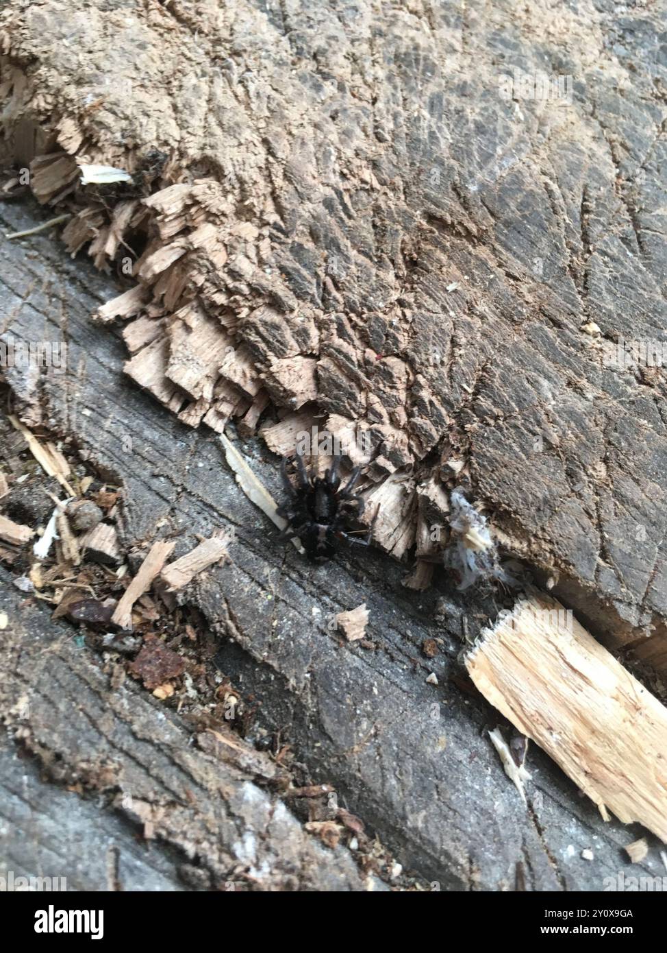 Eastern Parson Spider (Herpyllus ecclesiasticus) Arachnida Stock Photo ...