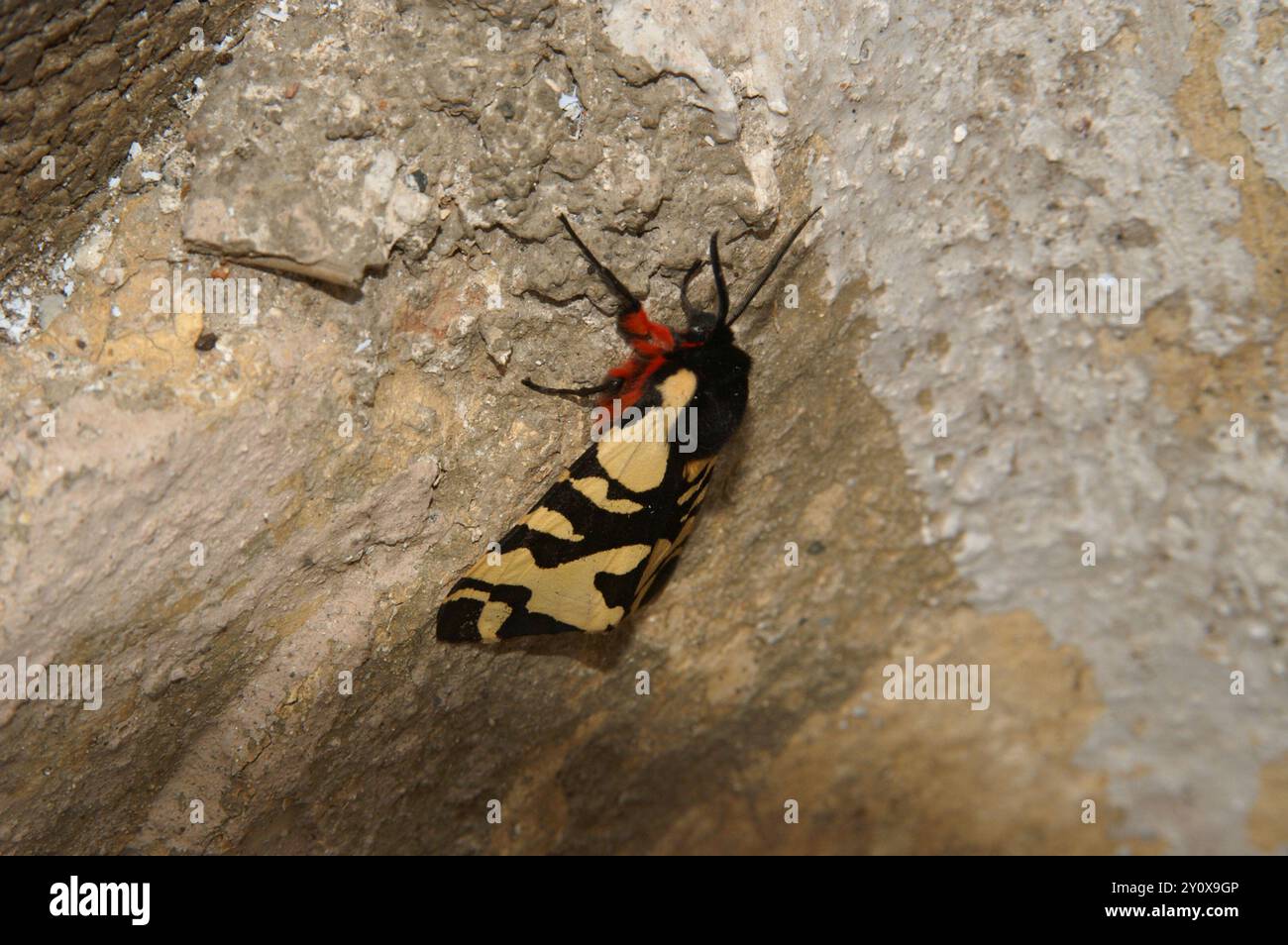 (Arctia angelica) Insecta Stock Photo - Alamy