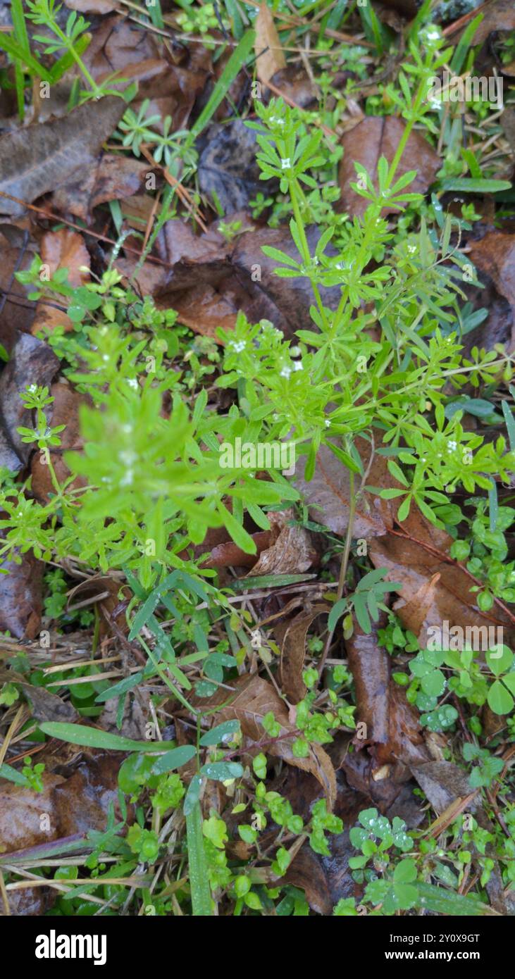 catchweed bedstraw (Galium aparine) Plantae Stock Photo - Alamy
