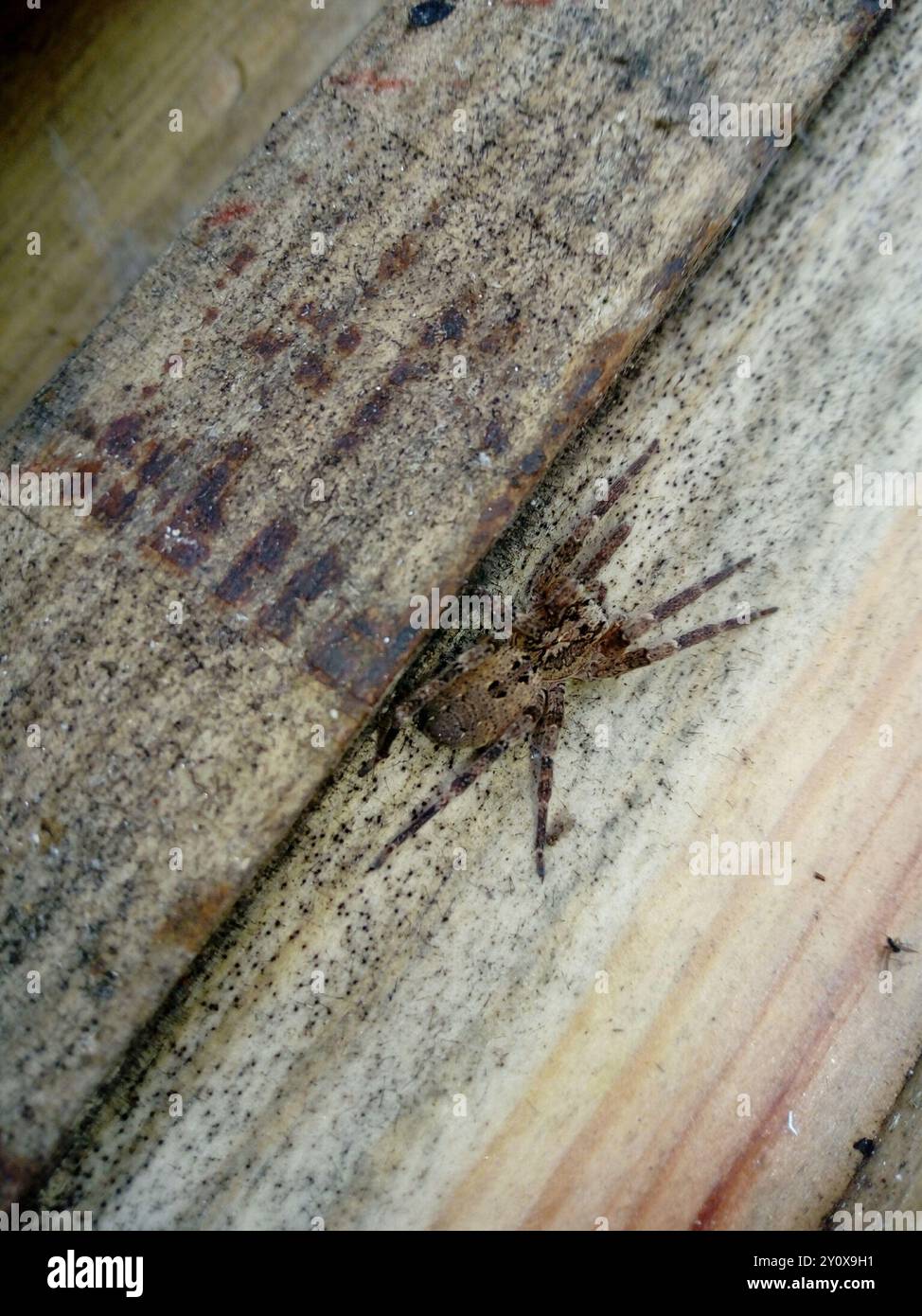 Mediterranean Spiny False Wolf Spider (Zoropsis spinimana) Arachnida ...