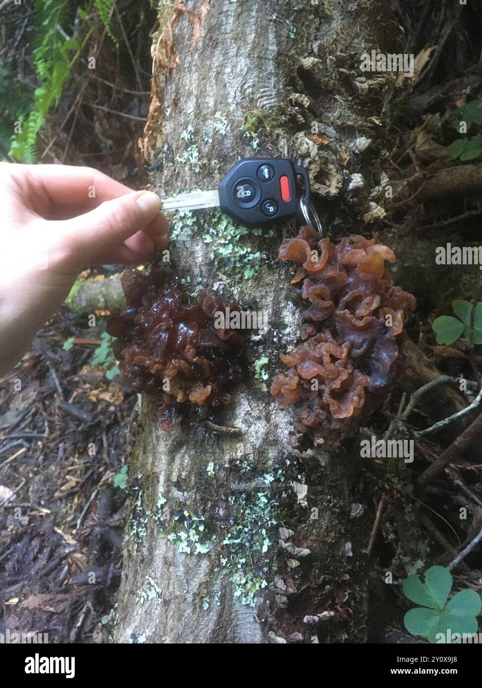 Leafy Brain (Phaeotremella foliacea) Fungi Stock Photo - Alamy
