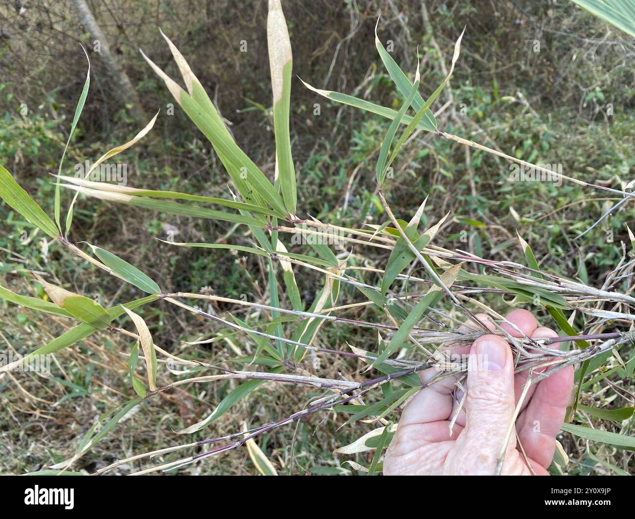 river cane (Arundinaria gigantea) Plantae Stock Photo - Alamy