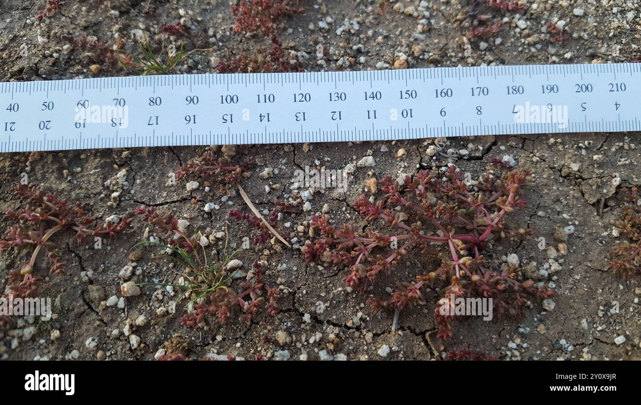 sand pygmyweed (Crassula connata) Plantae Stock Photo - Alamy