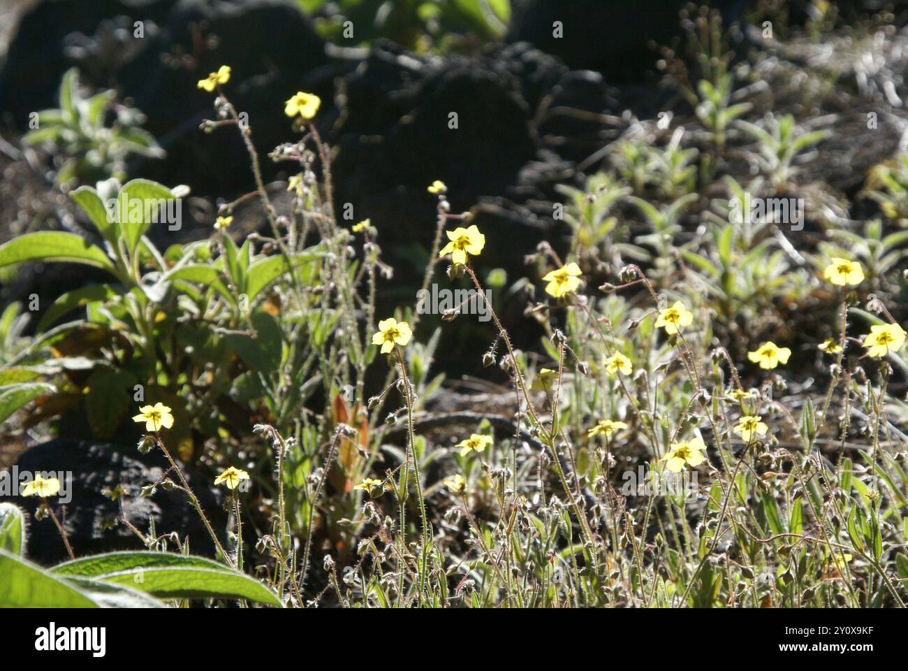 Spotted Rock-rose (Tuberaria guttata) Plantae Stock Photo - Alamy