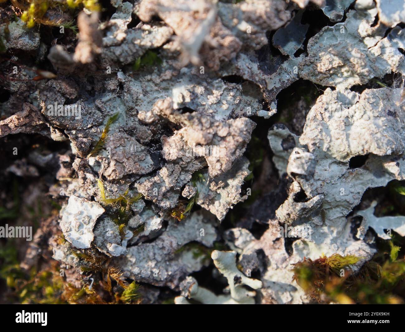 shield lichen (Parmelia sulcata) Fungi Stock Photo - Alamy