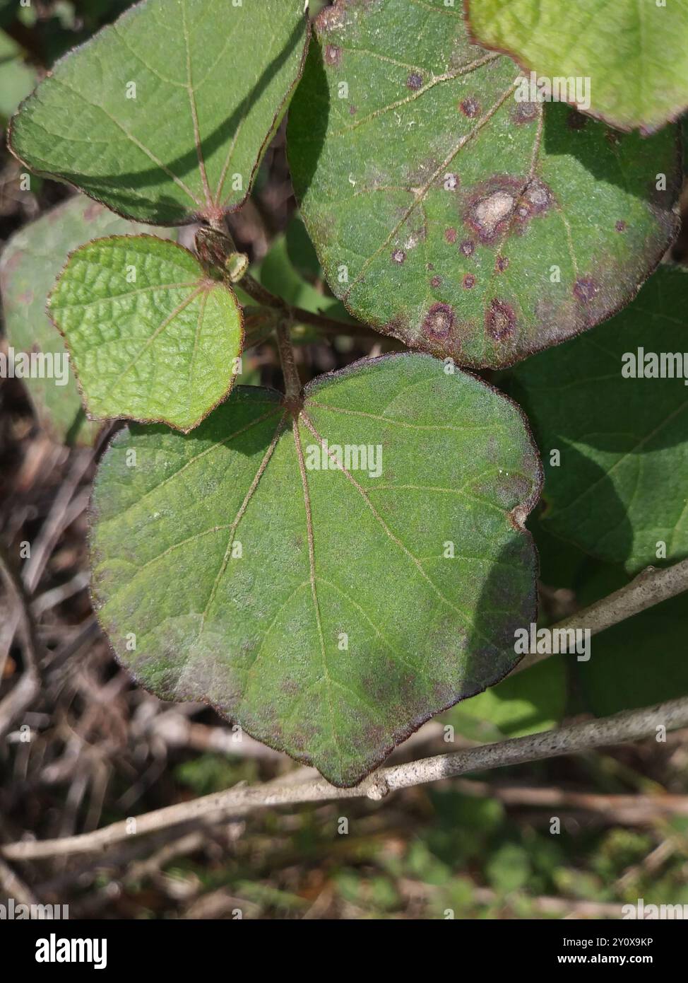 Caesar weed (Urena lobata) Plantae Stock Photo - Alamy