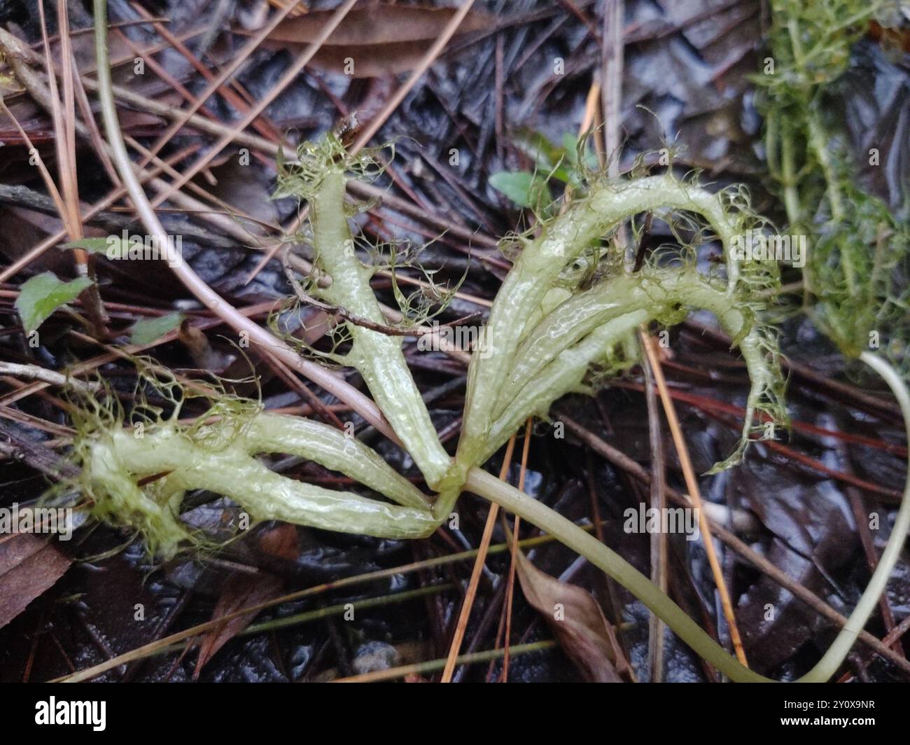 swollen bladderwort (Utricularia inflata) Plantae Stock Photo - Alamy