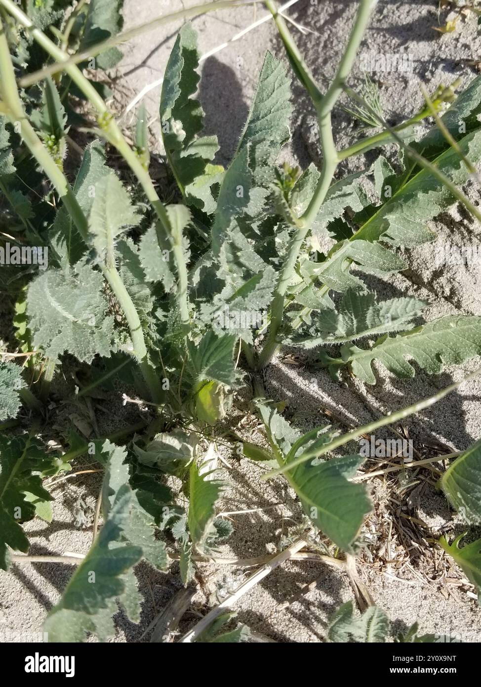 Saharan Mustard (Brassica tournefortii) Plantae Stock Photo - Alamy