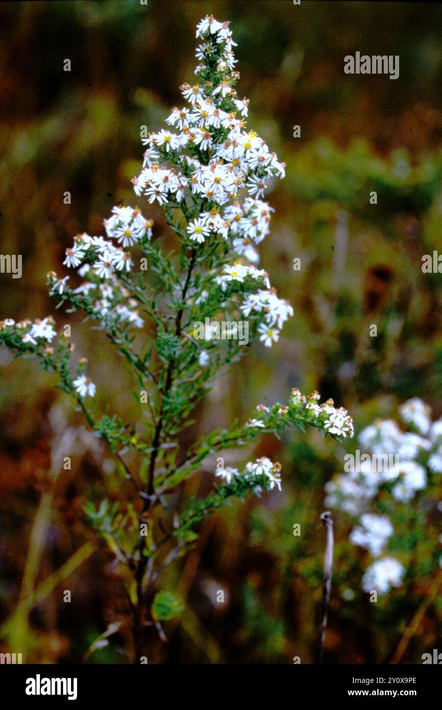 white heath aster (Symphyotrichum ericoides) Plantae Stock Photo - Alamy