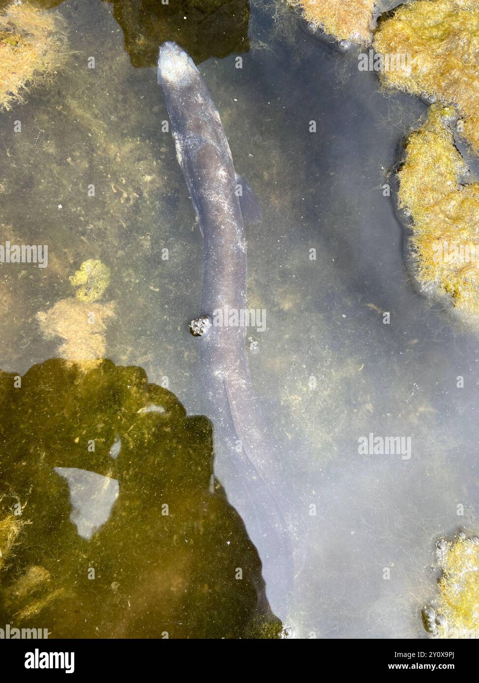 European Conger (Conger conger) Actinopterygii Stock Photo - Alamy