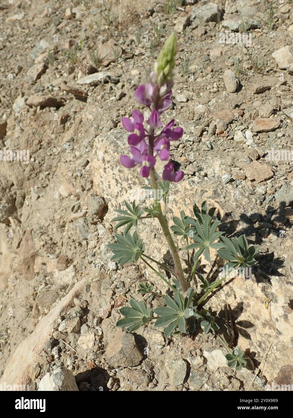Arizona lupine (Lupinus arizonicus) Plantae Stock Photo - Alamy