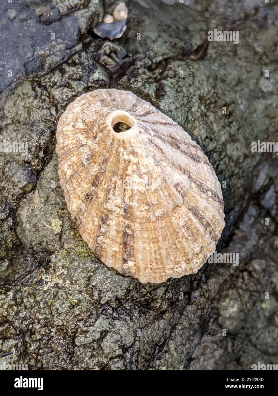 Rough Keyhole Limpet (Diodora aspera) Mollusca Stock Photo - Alamy
