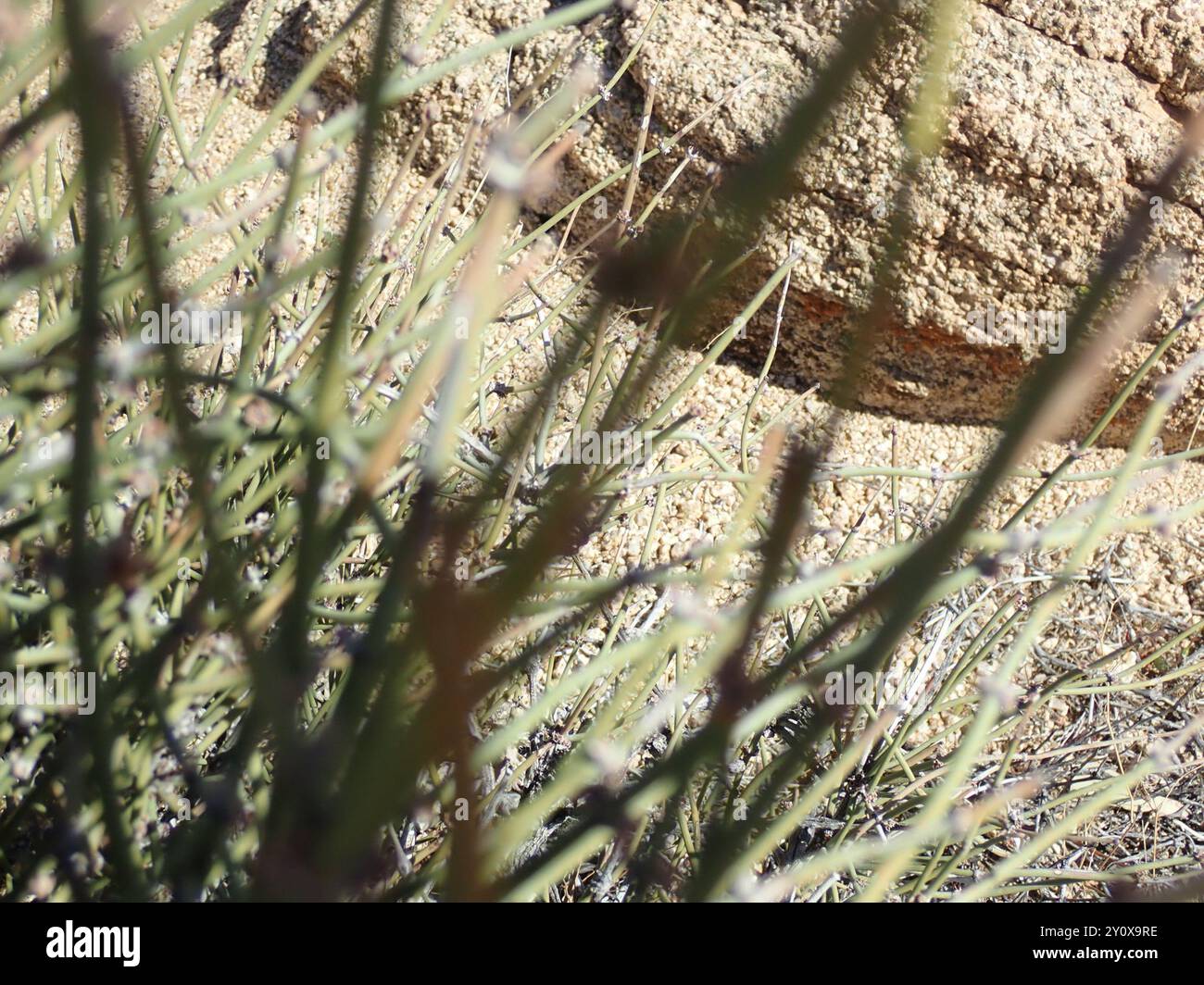 California Jointfir (Ephedra californica) Plantae Stock Photo - Alamy