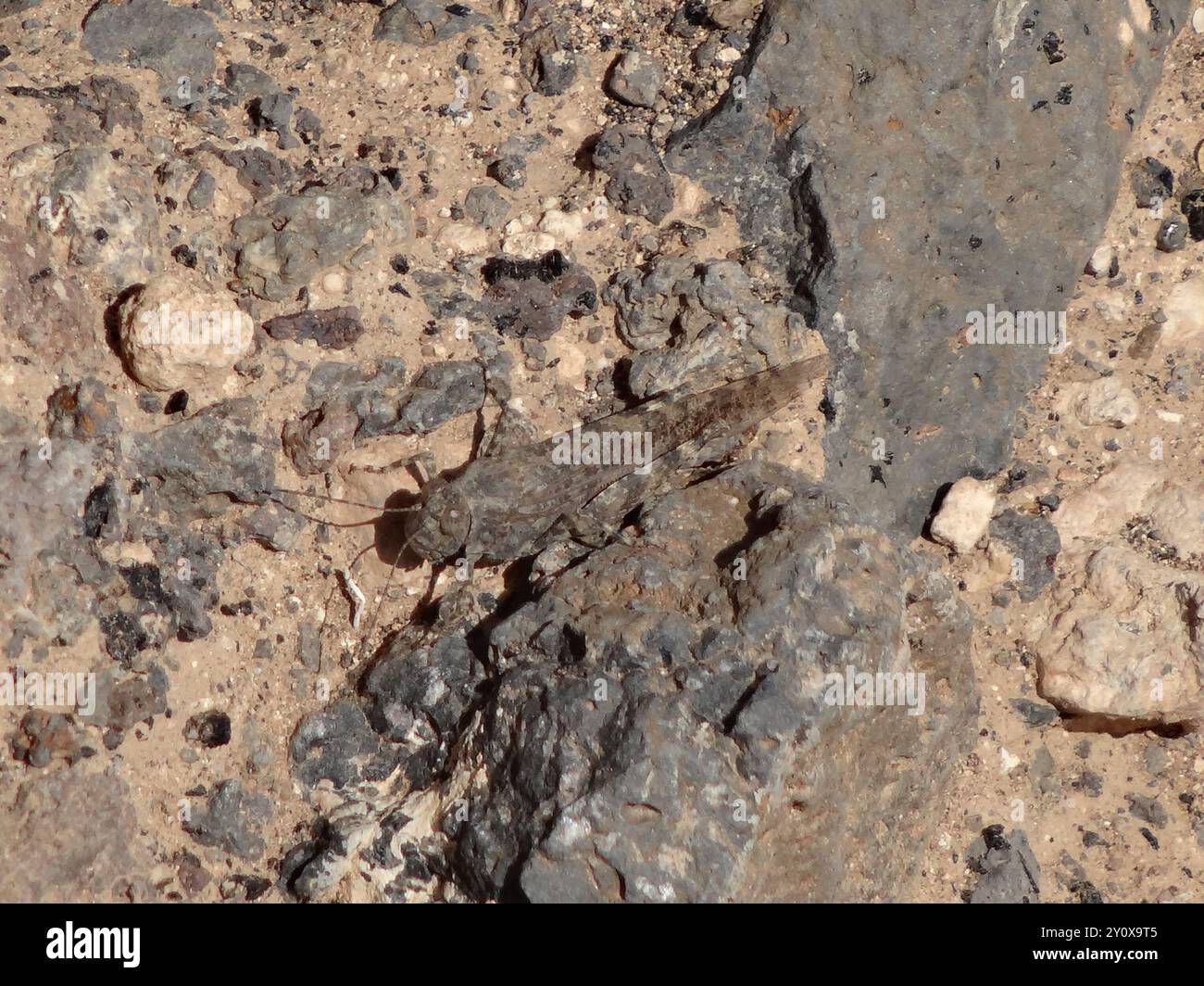Desert Sand Grasshopper (Sphingonotus rubescens) Insecta Stock Photo ...