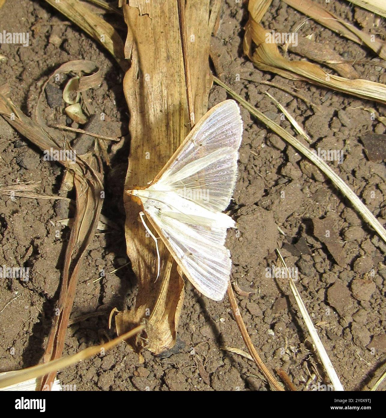 Four-spotted Palpita Moth (Palpita quadristigmalis) Insecta Stock Photo ...