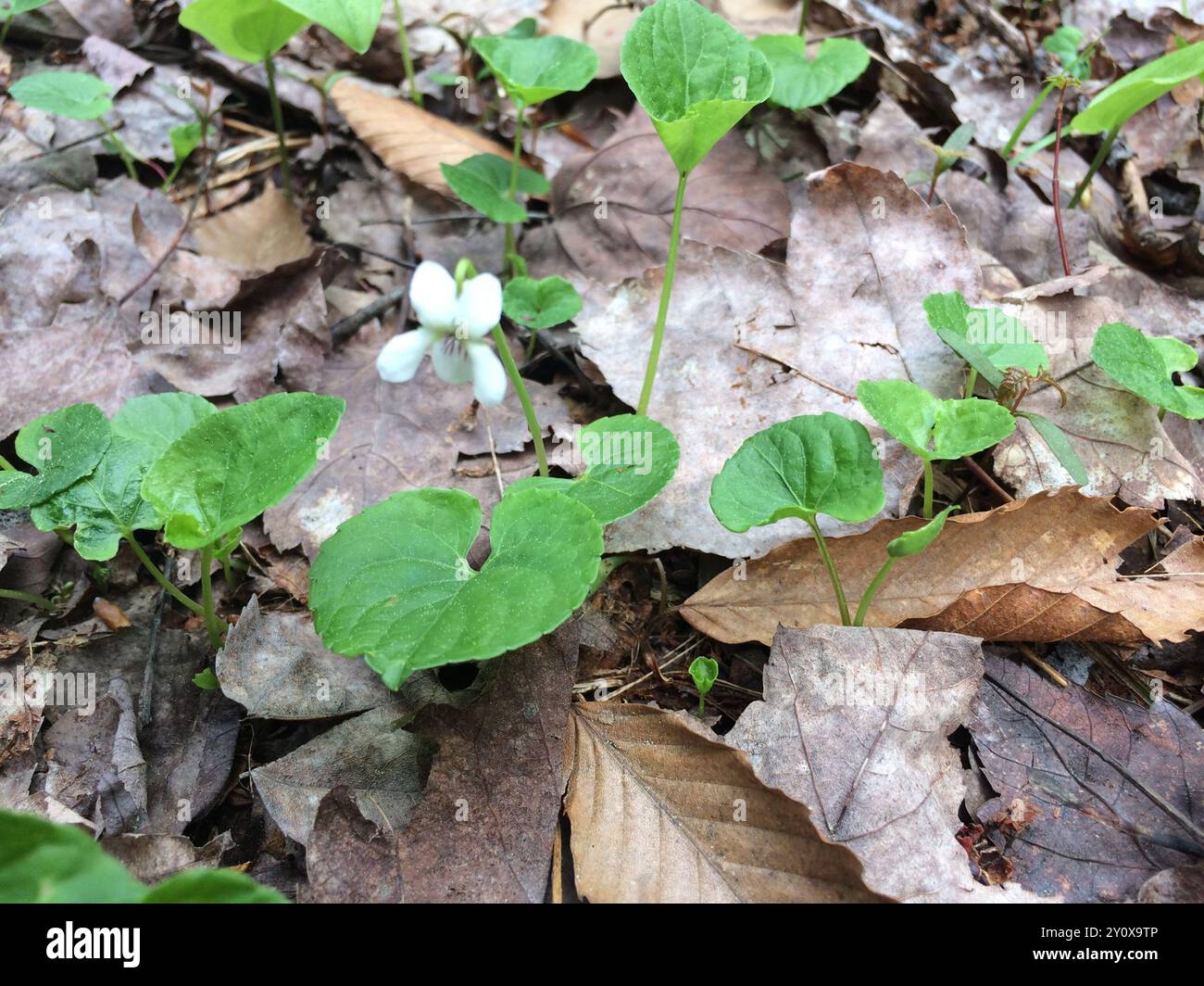 northern white violet (Viola minuscula) Plantae Stock Photo - Alamy