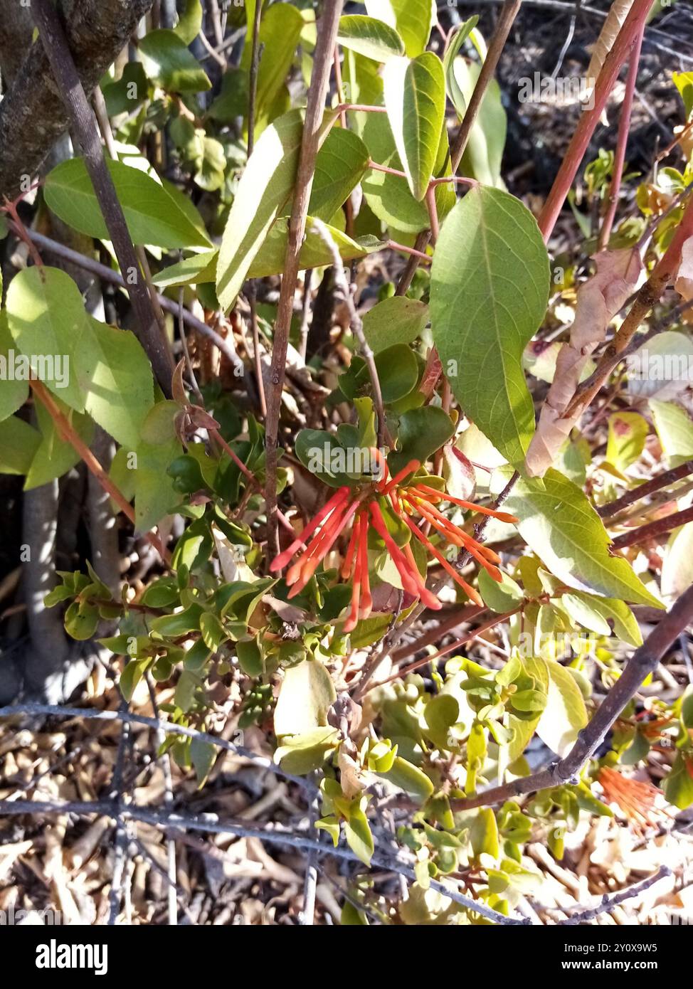 Quintral (Tristerix corymbosus) Plantae Stock Photo - Alamy