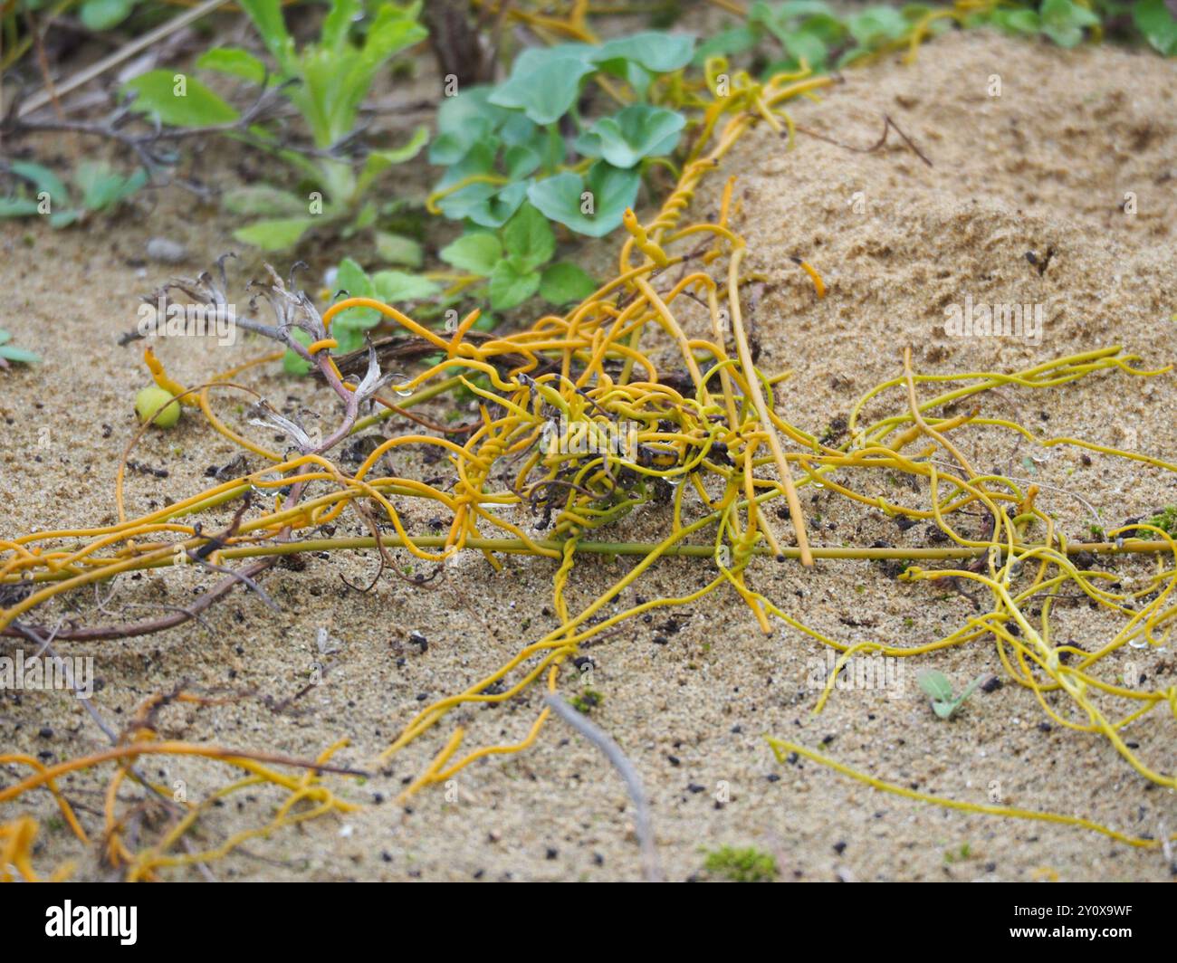 laurel dodder (Cassytha filiformis) Plantae Stock Photo - Alamy