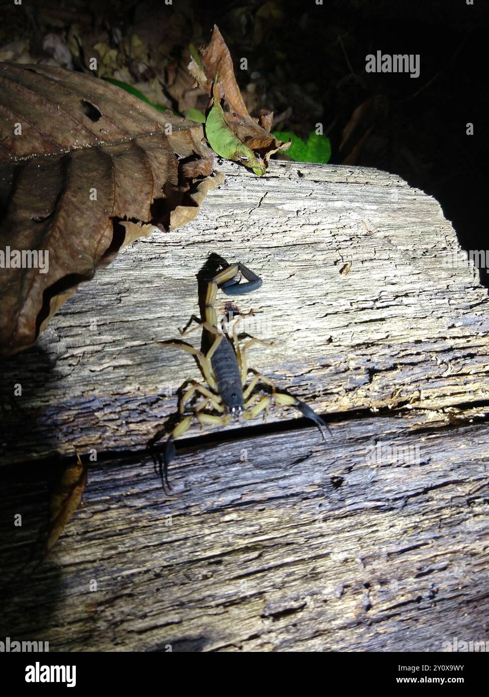 (Centruroides bicolor) Arachnida Stock Photo - Alamy