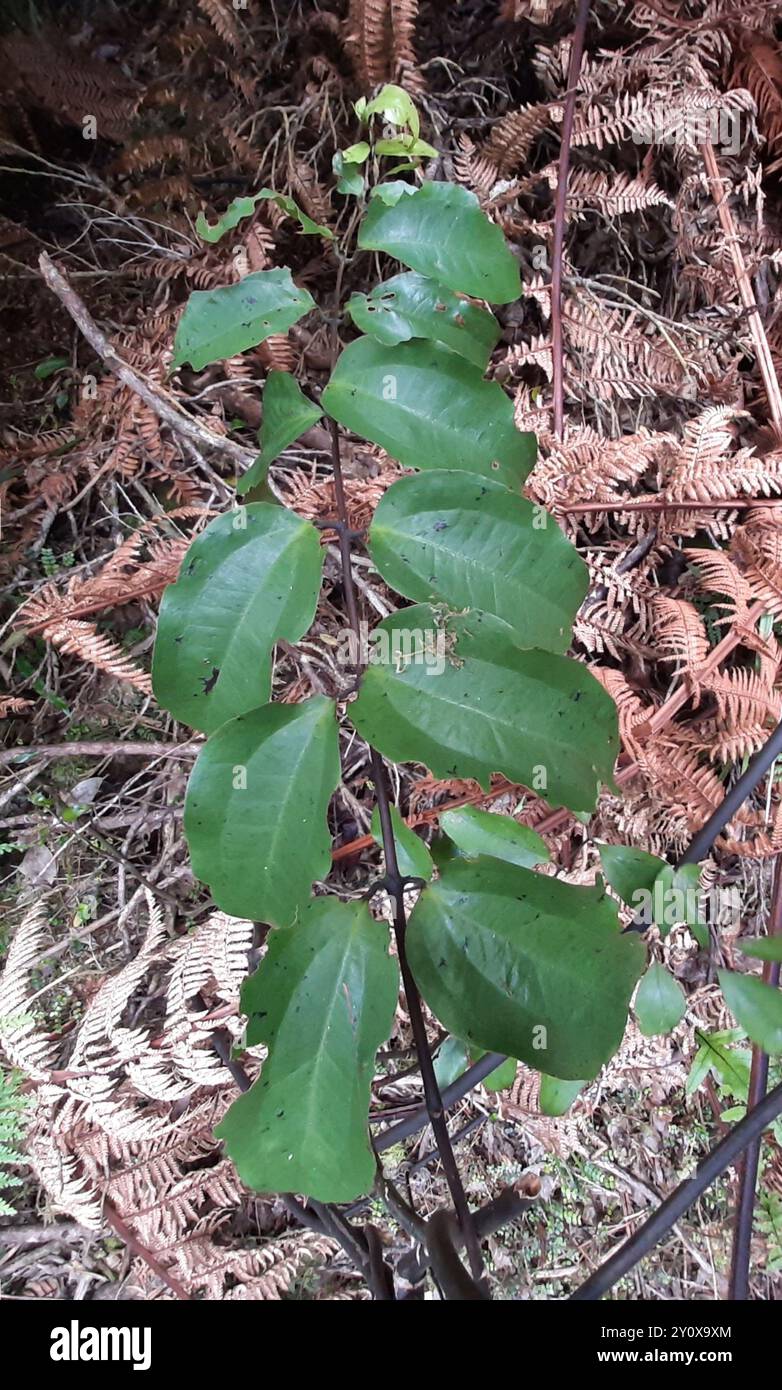 Supplejack (Ripogonum scandens) Plantae Stock Photo - Alamy