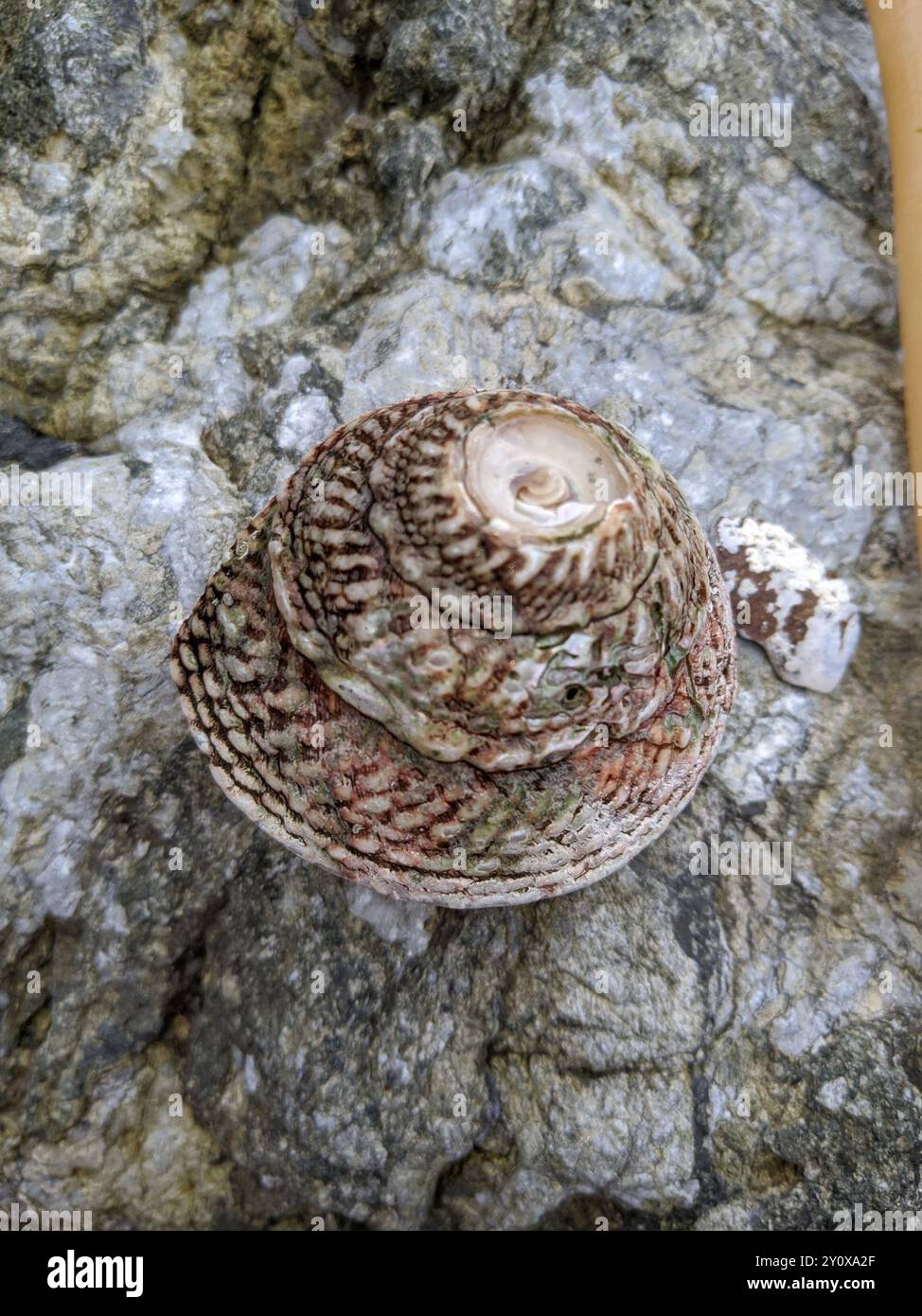 Red Turban Snail (Pomaulax gibberosus) Mollusca Stock Photo - Alamy