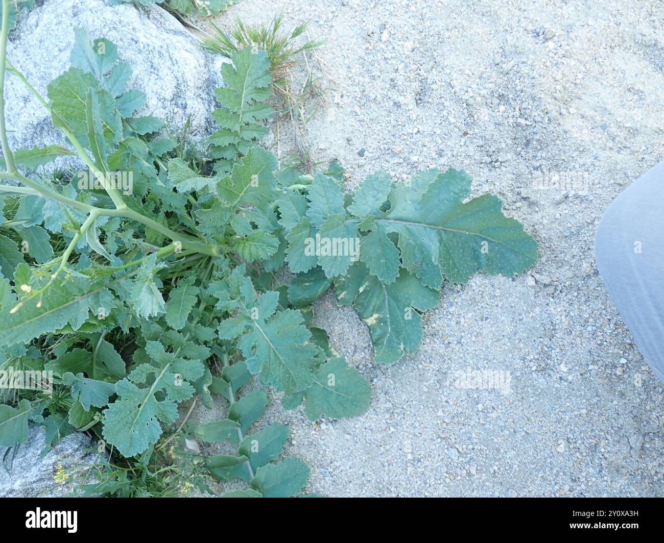 Saharan Mustard (Brassica tournefortii) Plantae Stock Photo - Alamy
