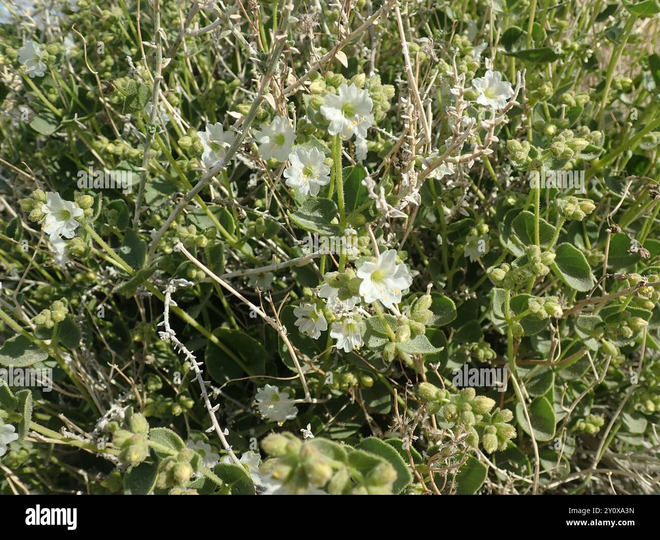 Wishbone Bush (Mirabilis laevis) Plantae Stock Photo - Alamy