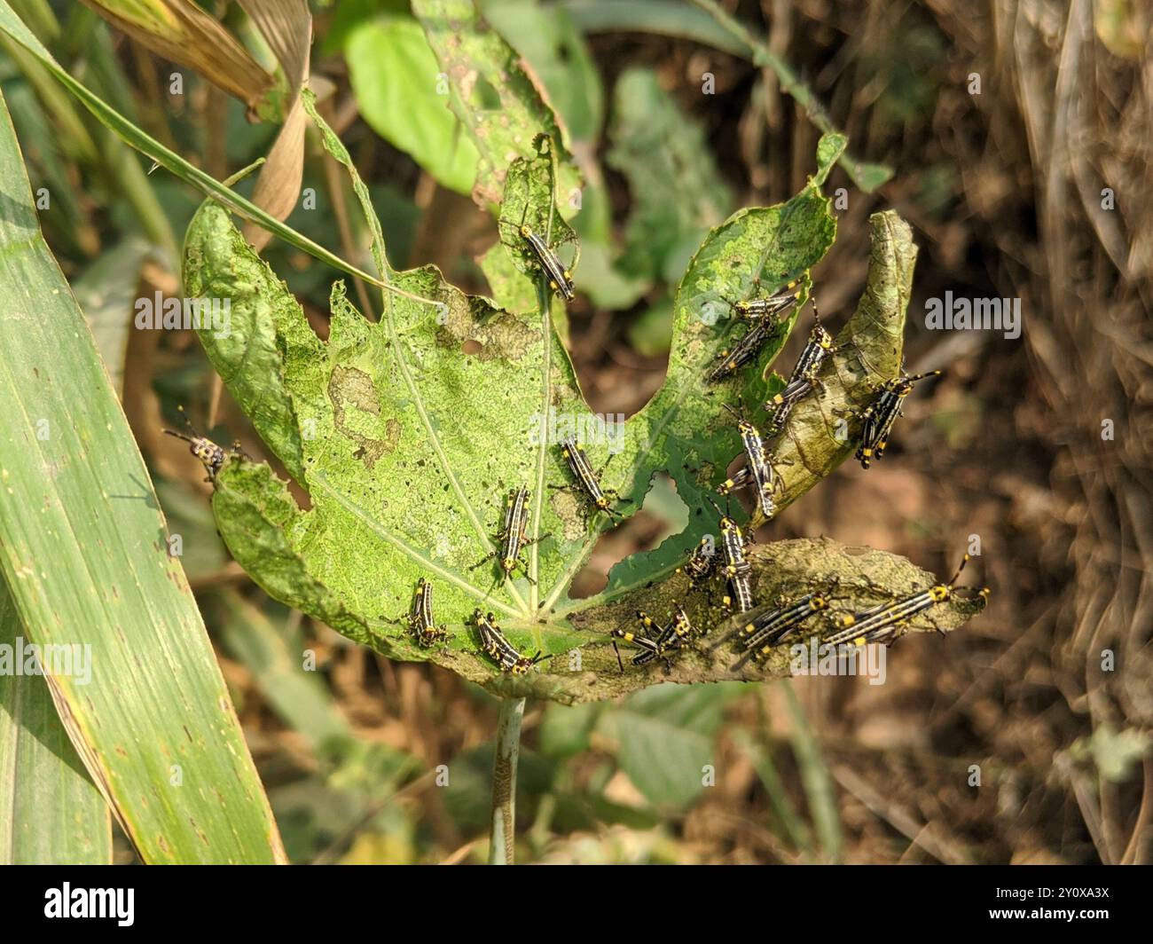 Variegated grasshopper (Zonocerus variegatus) Insecta Stock Photo - Alamy