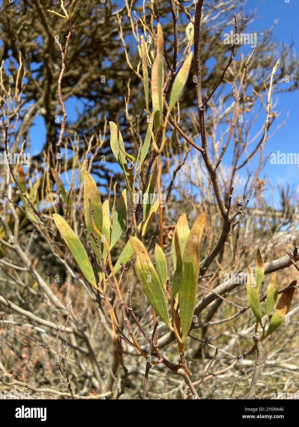 western coastal wattle (Acacia cyclops) Plantae Stock Photo - Alamy