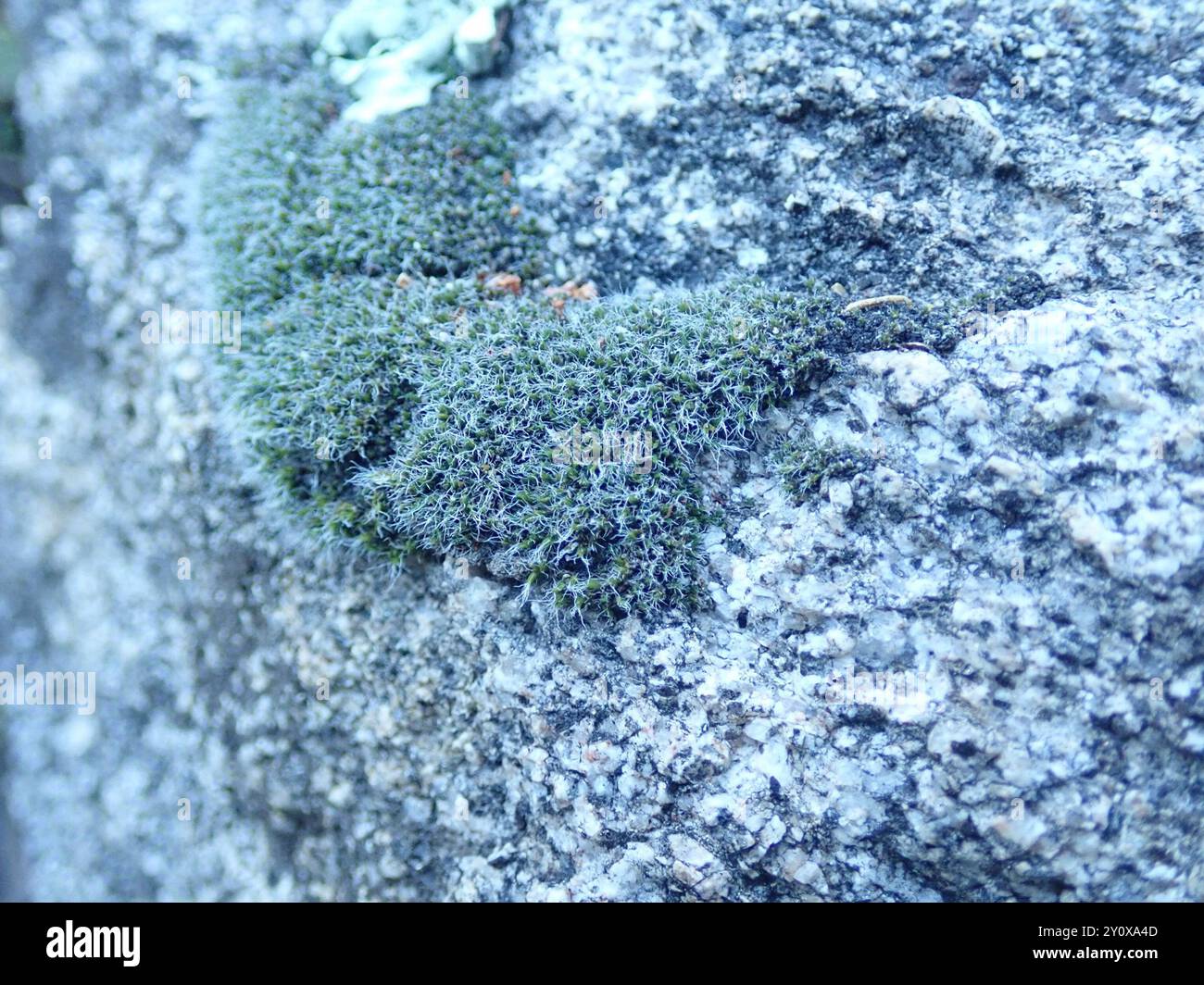 joint-toothed mosses (Bryopsida) Plantae Stock Photo - Alamy