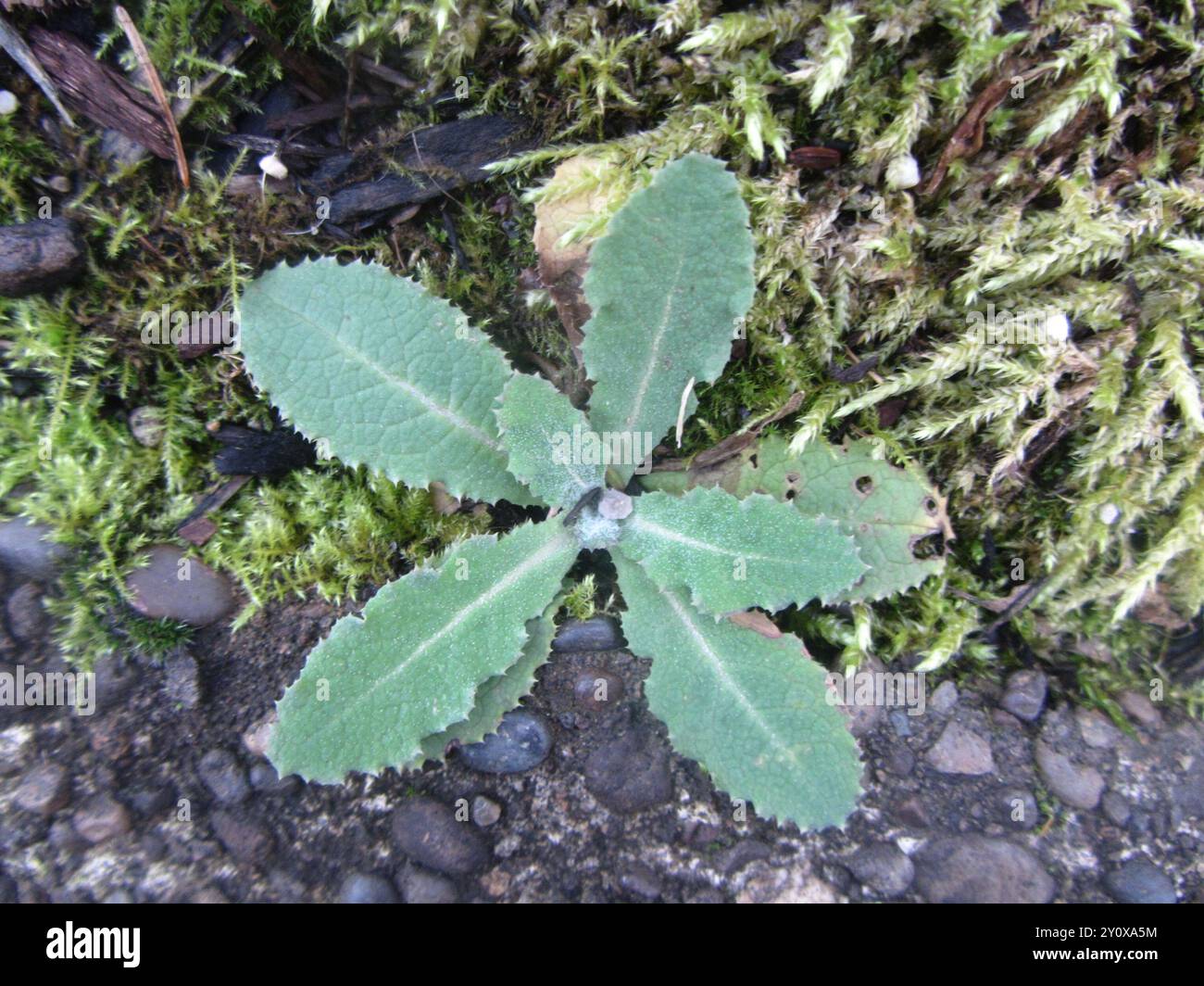 chicories, dandelions, and allies (Cichorioideae) Plantae Stock Photo ...