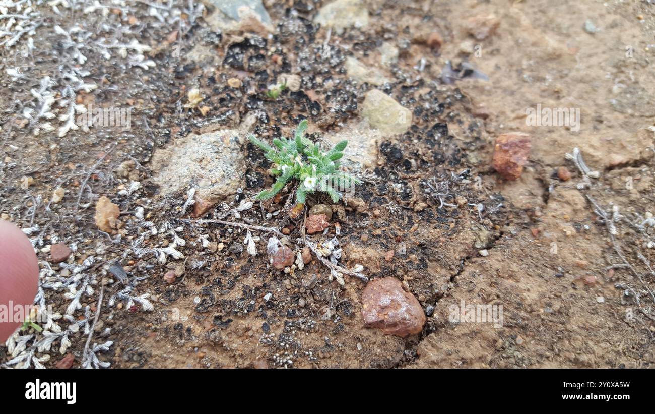 borage family (Boraginaceae) Plantae Stock Photo - Alamy