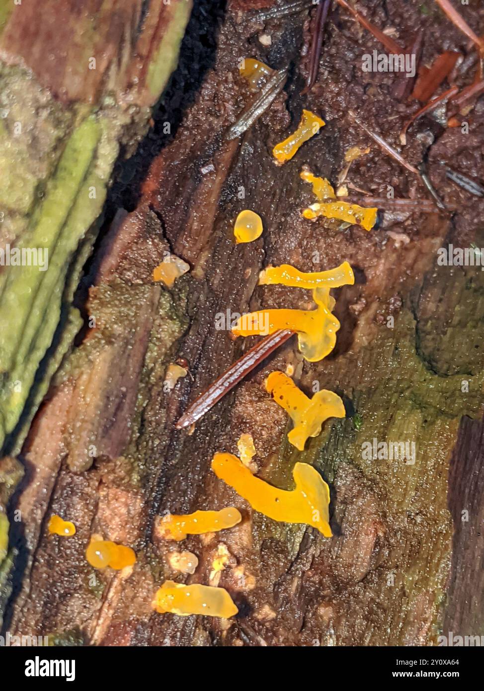 Fan shaped jelly fungi hi-res stock photography and images - Alamy