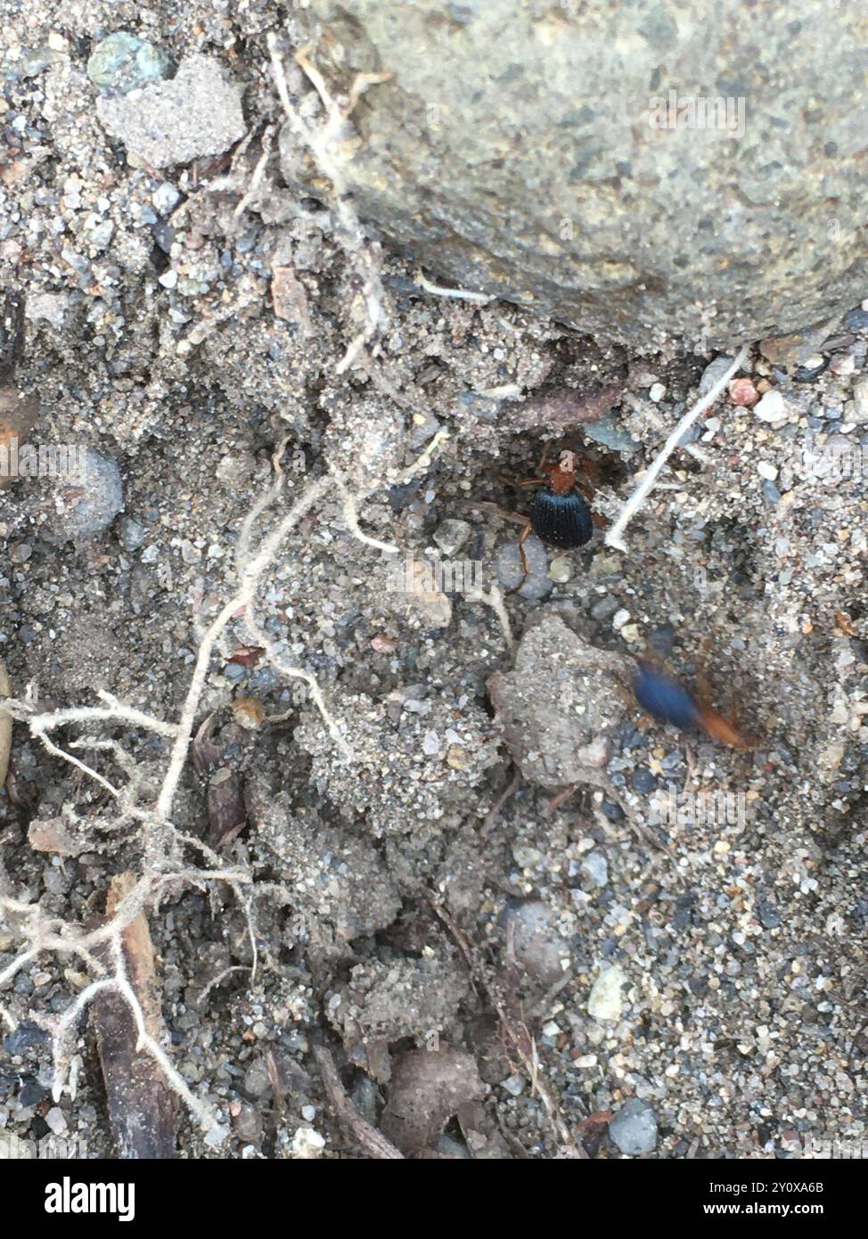 Bombardier Beetles (Brachinus) Insecta Stock Photo - Alamy