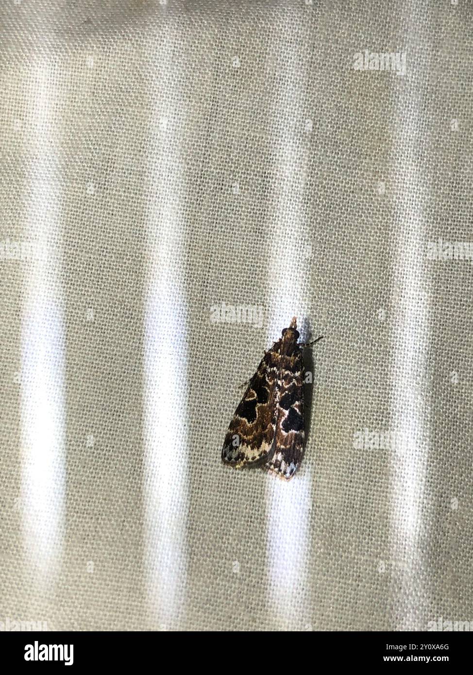 Boot Scoparia (Scoparia ustimacula) Insecta Stock Photo - Alamy