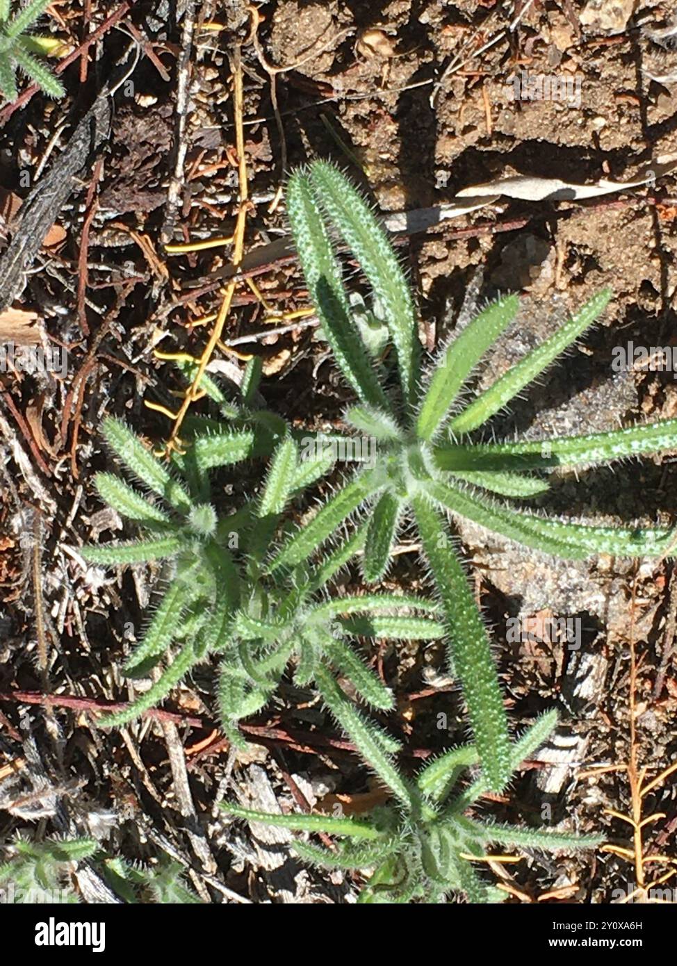 borage family (Boraginaceae) Plantae Stock Photo - Alamy