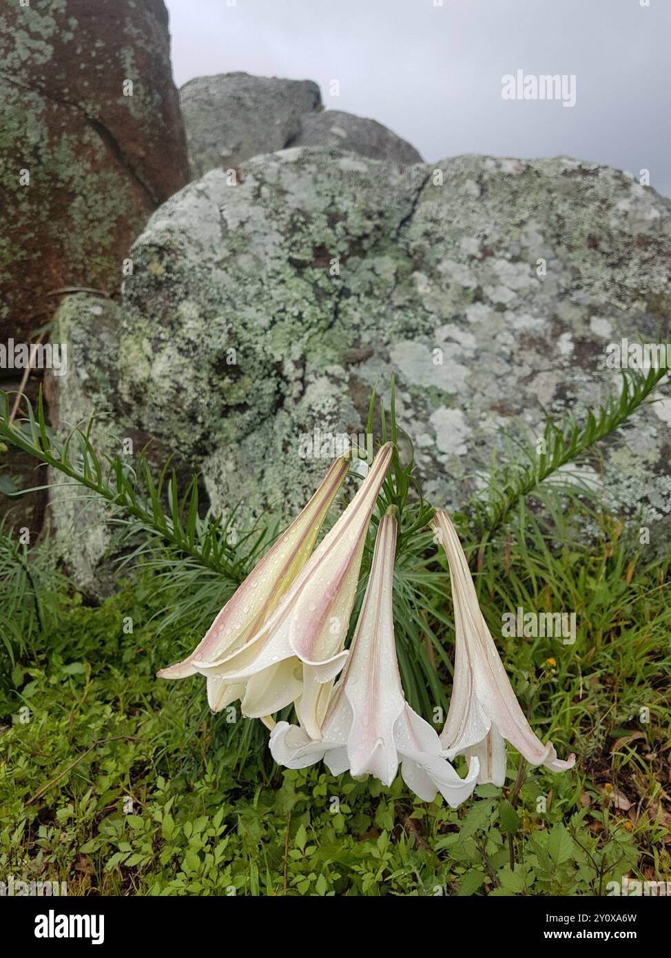 Formosa lily (Lilium formosanum) Plantae Stock Photo - Alamy
