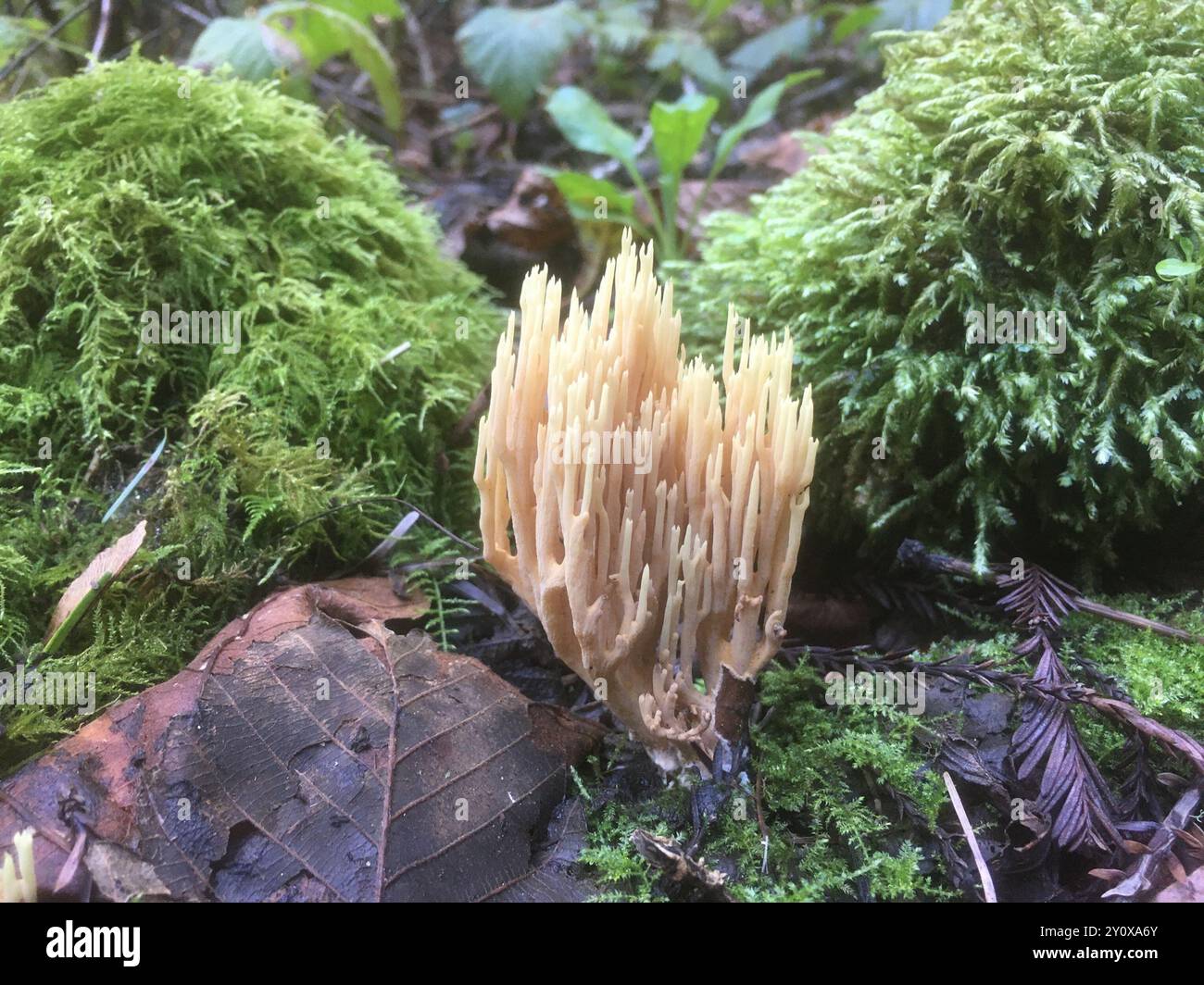 Coral Fungi (Ramaria) Fungi Stock Photo - Alamy
