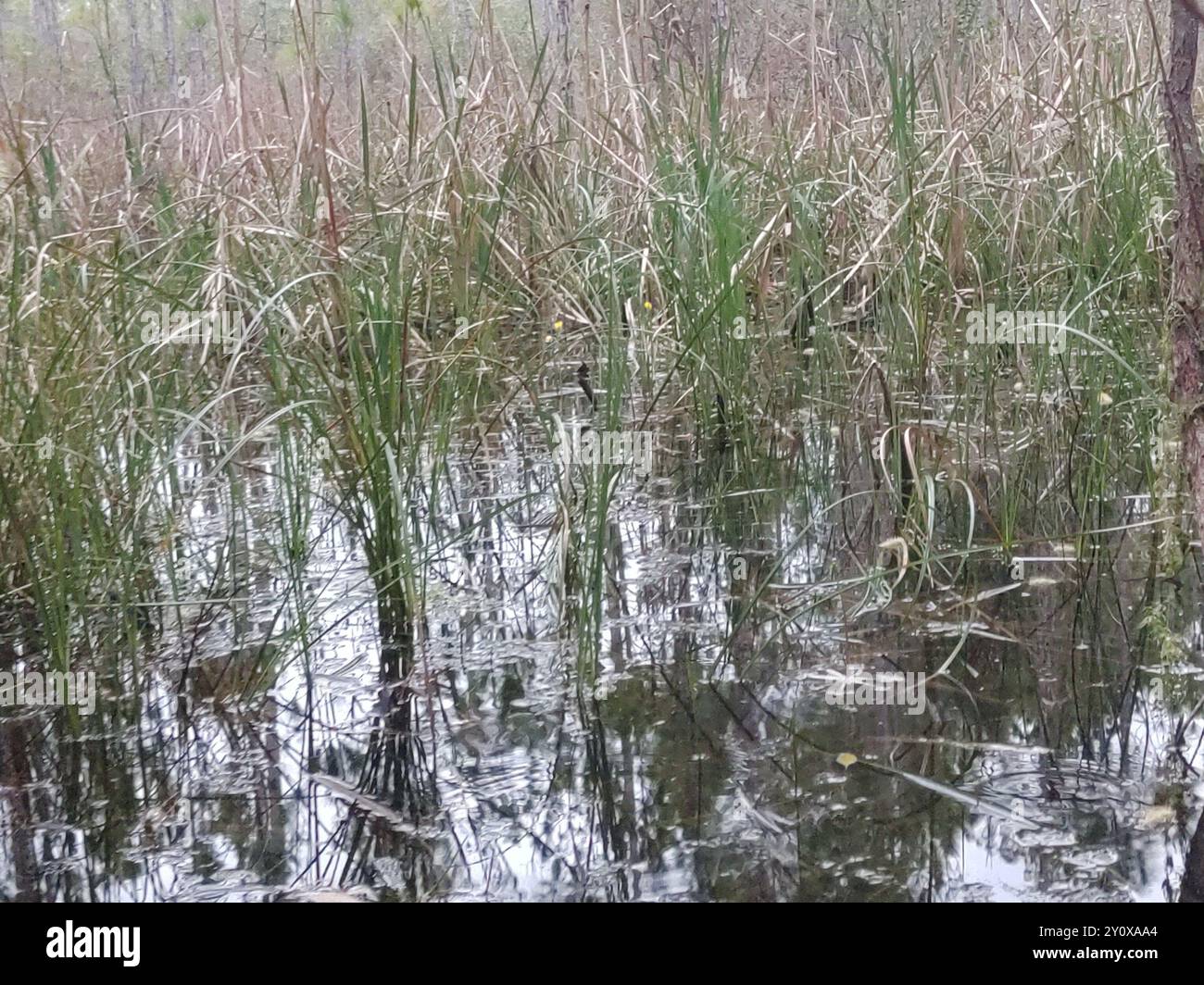 swollen bladderwort (Utricularia inflata) Plantae Stock Photo - Alamy