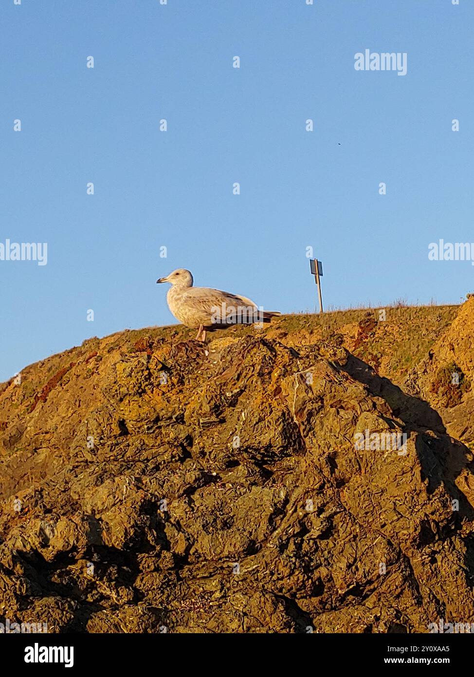 Large White-headed Gulls (Larus) Aves Stock Photo - Alamy