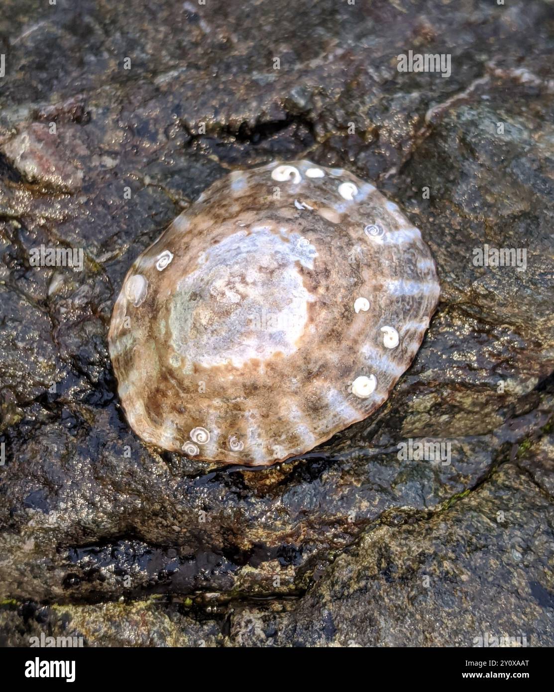 Plate Limpet (Lottia scutum) Mollusca Stock Photo - Alamy