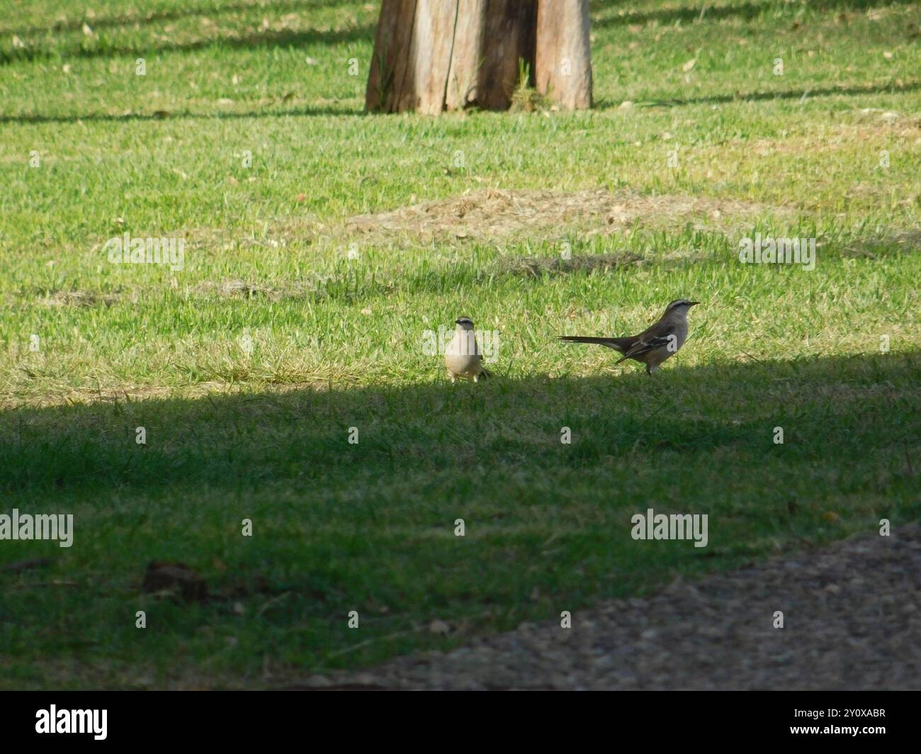 Chalk-browed Mockingbird (Mimus saturninus) Aves Stock Photo - Alamy