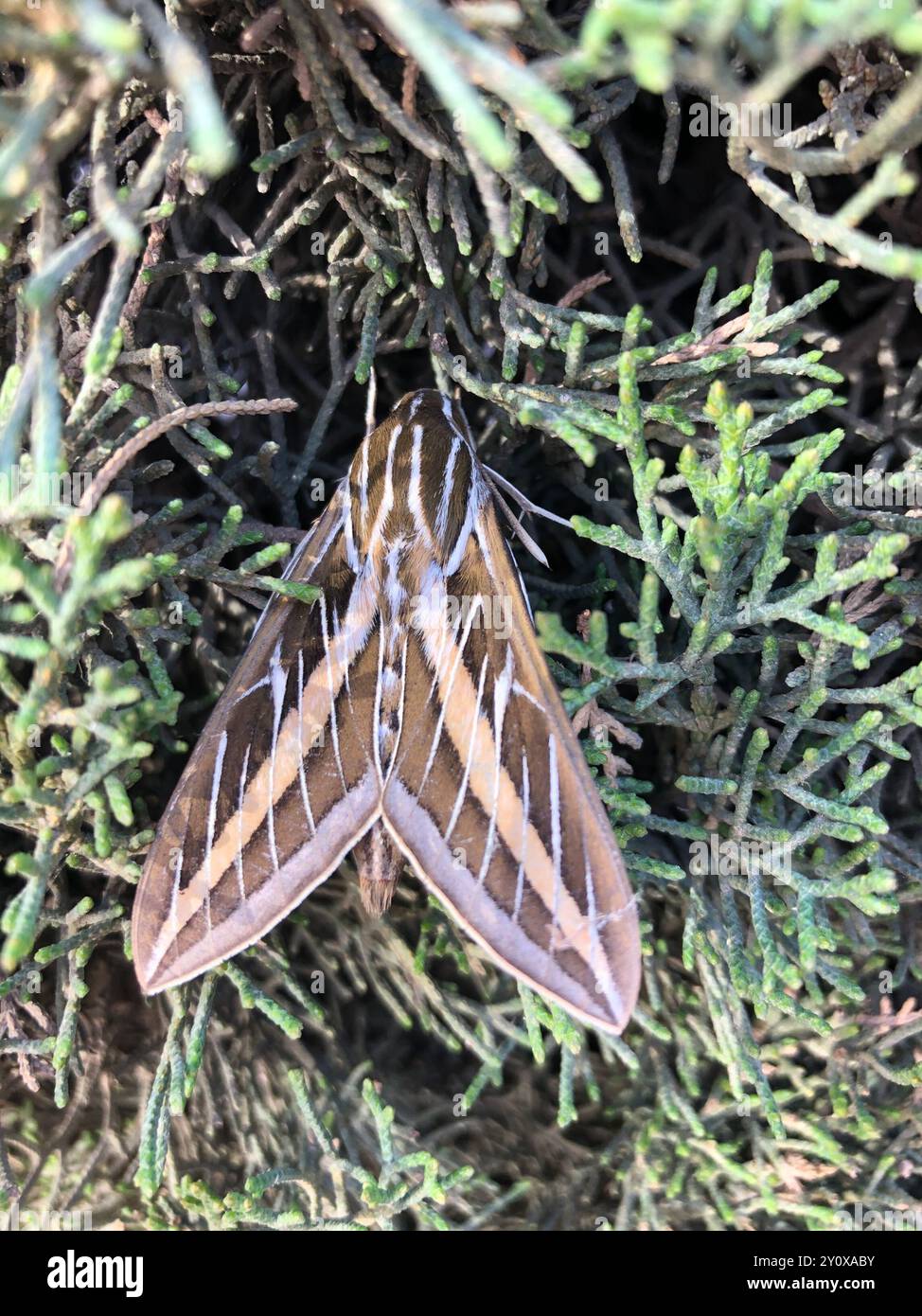 White-lined Sphinx (Hyles lineata) Insecta Stock Photo - Alamy