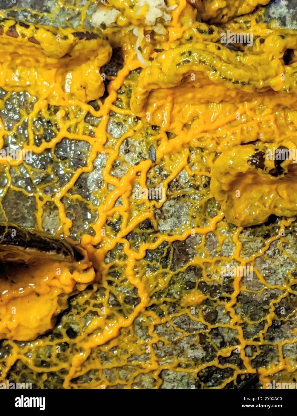 (Badhamia utricularis) Protozoa Stock Photo - Alamy