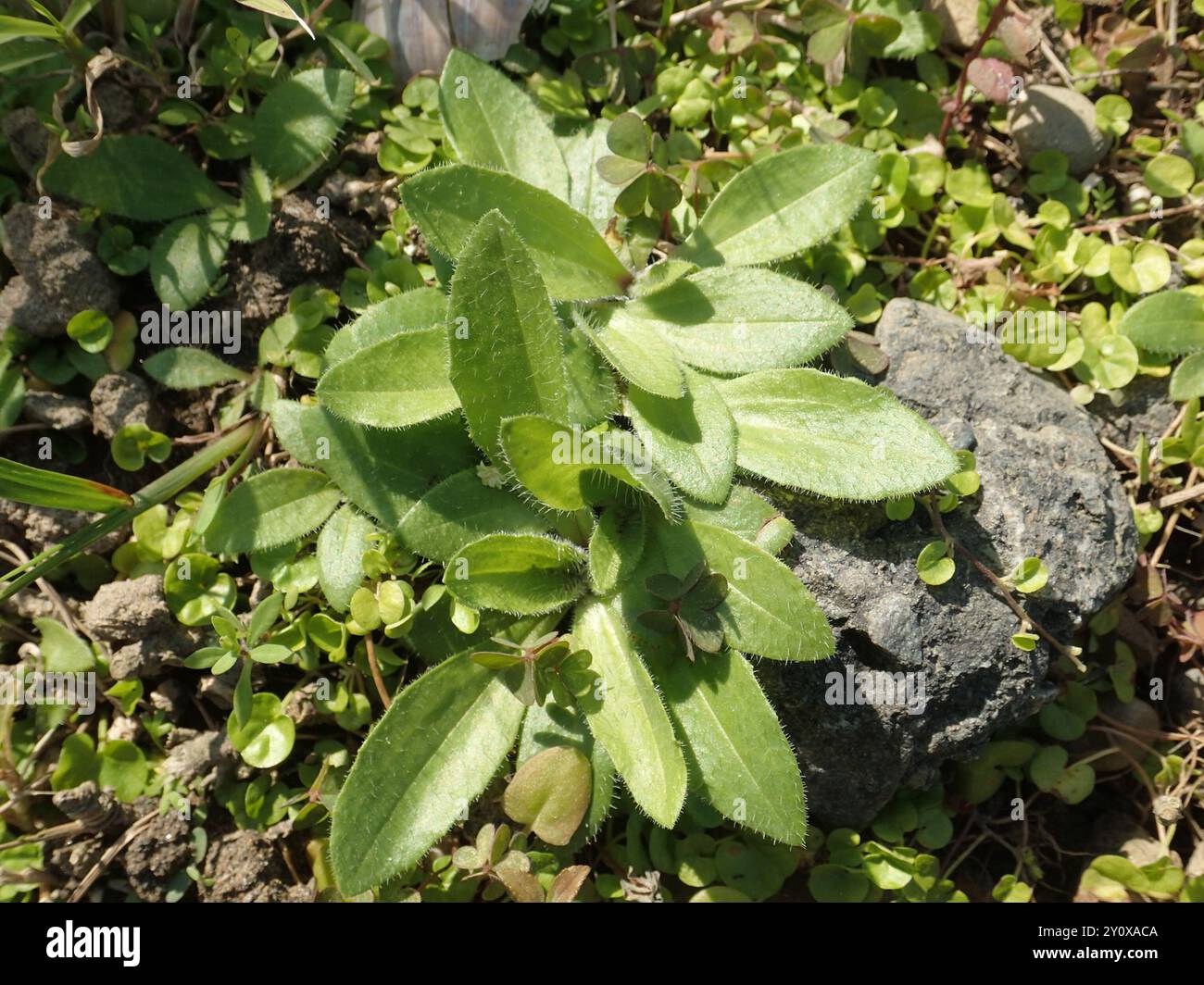 dwarf plantain (Plantago virginica) Plantae Stock Photo - Alamy