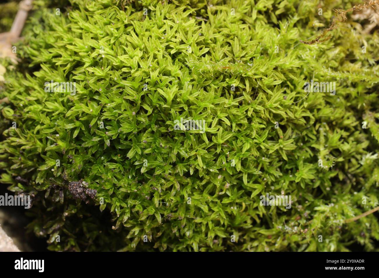 Bird's-Claw Beard-Moss (Barbula unguiculata) Plantae Stock Photo - Alamy